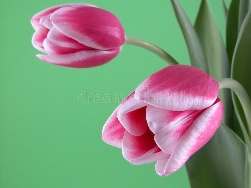 Tiempo de resorte imagen de archivo. Imagen de brotes, flores - 618747