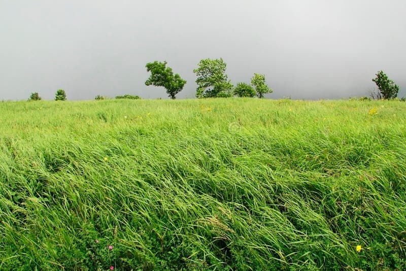 Tiempo ventoso foto de archivo. Imagen de flora, palma - 13465964