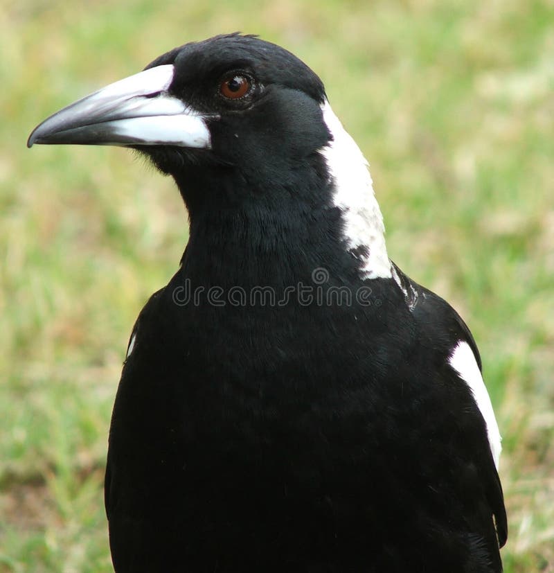 Australischer Mäusevogel stockfoto. Bild von feder, elster - 13555198