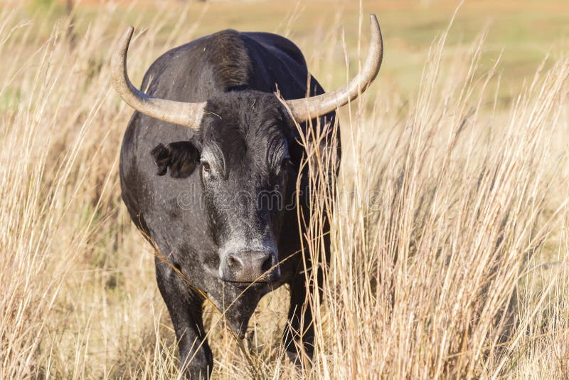 Tier-Stier-Hörner stockfoto. Bild von vieh, kopf, gras - 59496204