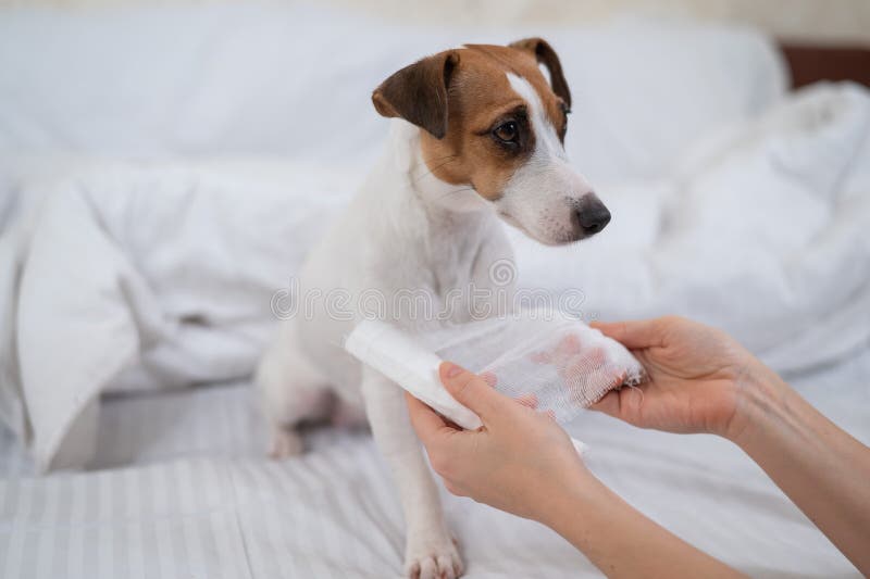 Tierarzt Binden Die Pfote Eines Wagenhalsen. Stockbild - Bild von ...