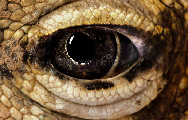 Auge Des Tieres Mit Fokus Auf Dem Auge Stockfoto - Bild von braun ...