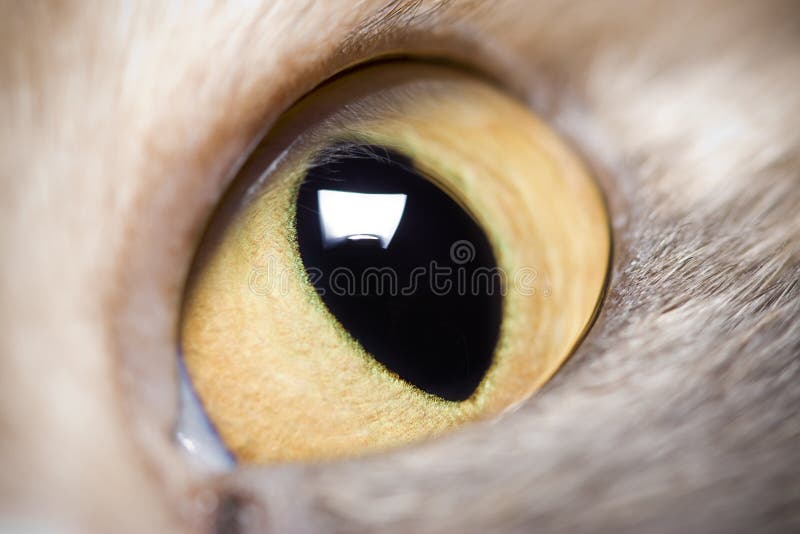 Tierauge stockbild. Bild von gelb, gefahr, katze, katzenartig - 7651629