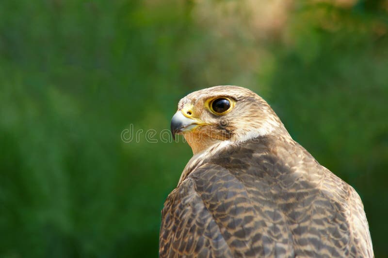 Tiercel stock photo. Image of bird, prey, eyes, falcon - 31866426
