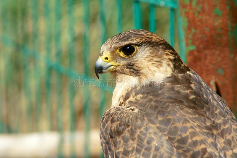 Tiercel stock image. Image of life, eyes, feathers, nature - 31870523