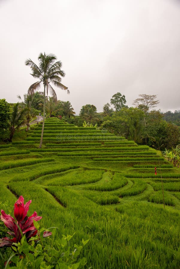 Tiered Paddy Fields Nr. Ubud Bali Stock Image - Image of asian ...