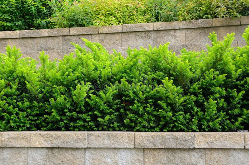 Retaining Wall Landscaping Shrubs