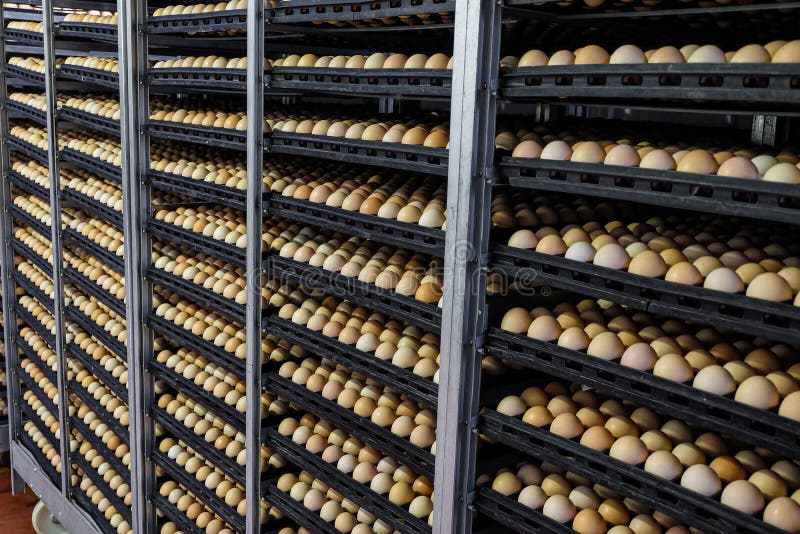 Tiered Rows of Chicken Eggs in Agro-industrial Incubator Stock Image ...