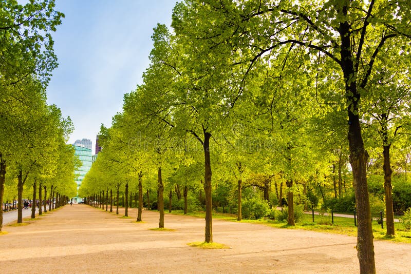 Tiergarten View with Rows of Trees in Berlin Stock Image - Image of ...