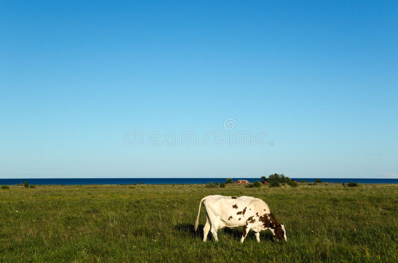 Tierra De Pasto Costera Con Una Vaca De Pasto Foto de archivo - Imagen ...