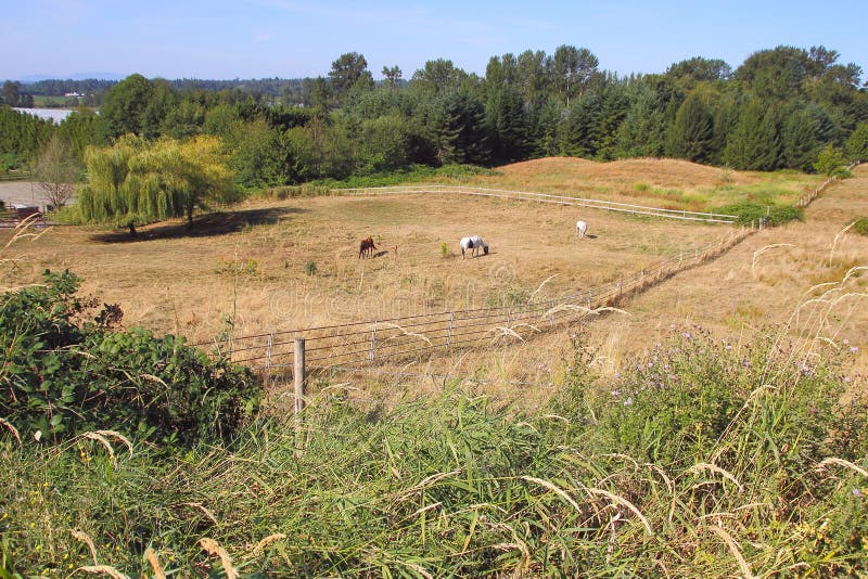 Tierra de pasto del ganado imagen de archivo. Imagen de cercado - 57504885