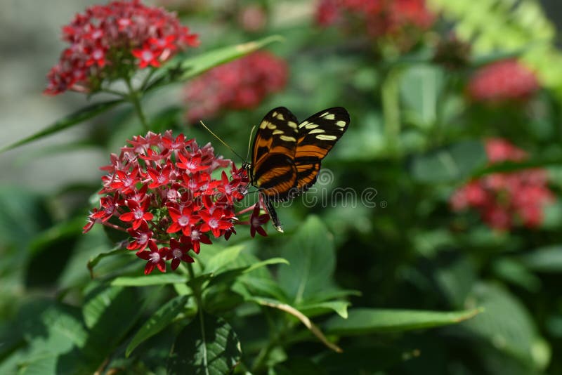 Tierras De La Mariposa En Los Jardines De La Mariposa Foto de archivo ...