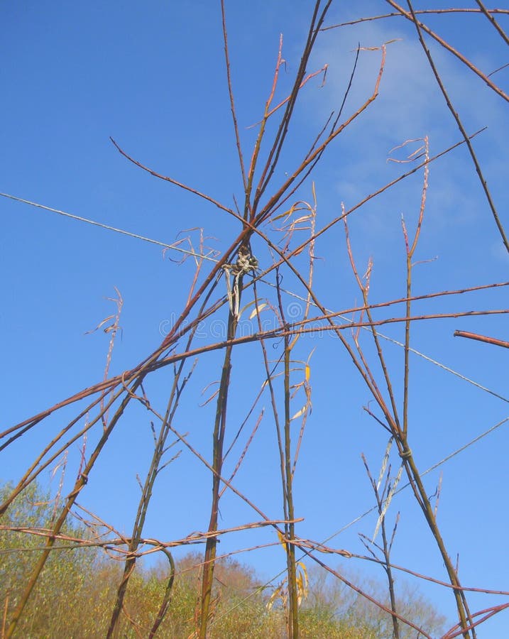 Ties and Twists of a Willow Work Structure Stock Photo - Image of ...