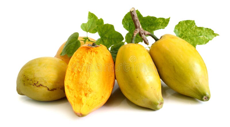 Tiesa egg stock photo. Image of tree, hanging, food - 253314528