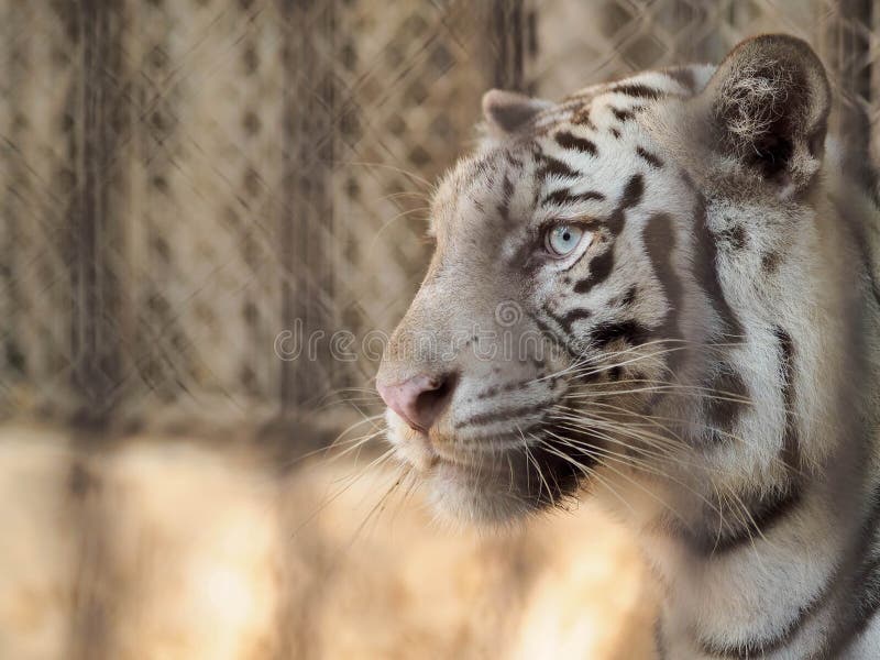 Tigar in cage stock photo. Image of mammal, wild, look - 63036408