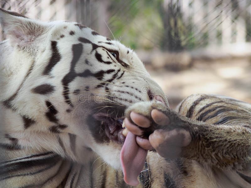 Tigar in cage stock photo. Image of look, portrait, mammal - 63036660