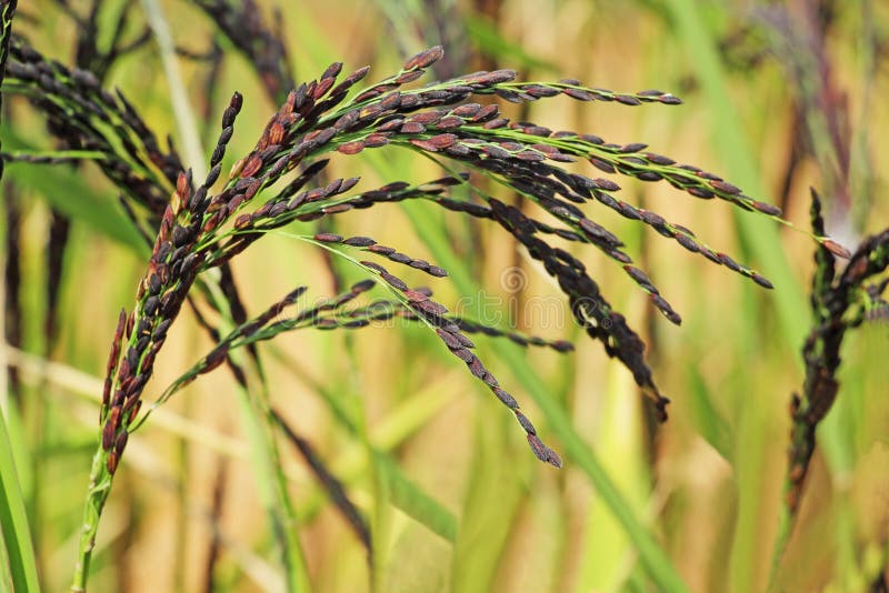 Champ d'usine de riz photo stock. Image du nourriture - 35246162