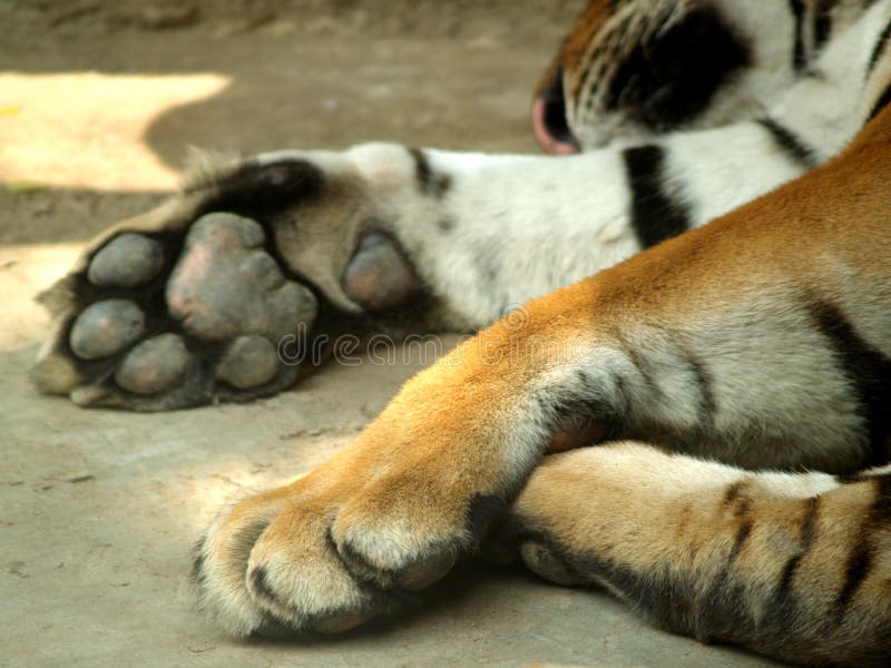 The Feet Of The Asian Tiger Stock Image Image Of Print Head 216302723