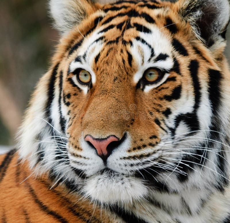 Tiger stock image. Image of mammal, tiger, bengal, animal - 10172877