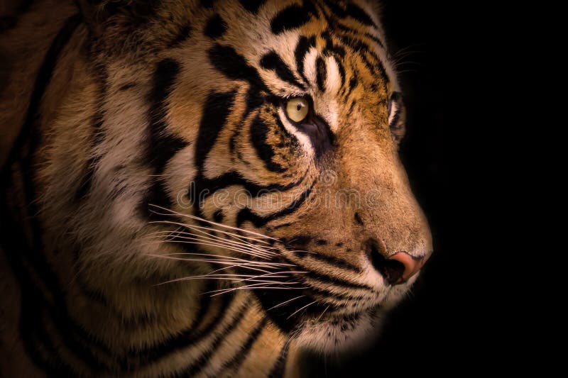 1,197 Tiger Head Profile Stock Photos - Free & Royalty-Free Stock ...
