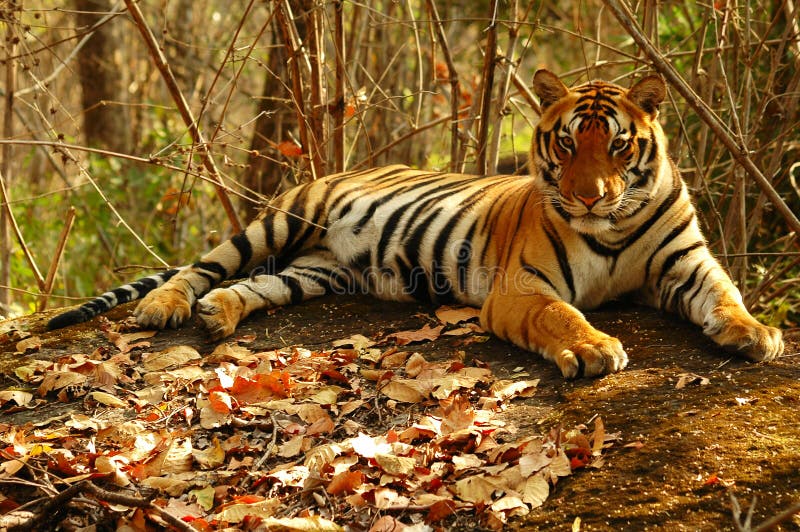 Lazy Tiger stock image. Image of orange, feline, bengal - 973675