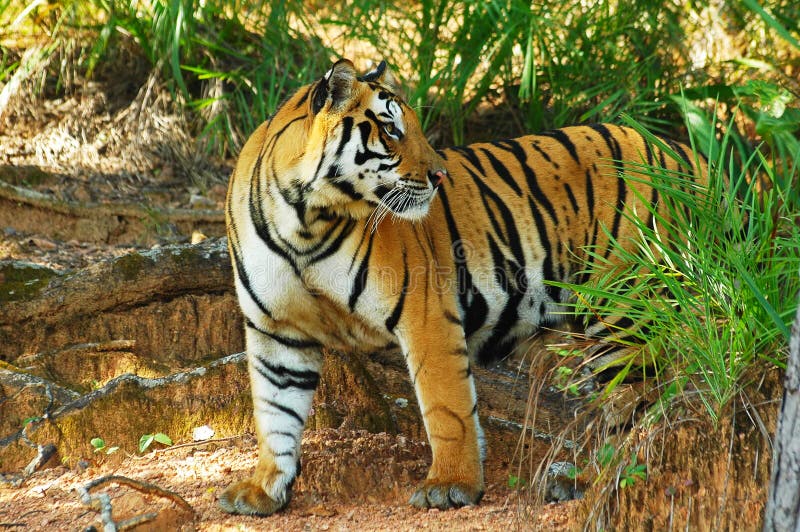 1,631 Sher Rasmi Stock Photos - Free & Royalty-Free Stock Photos from ...