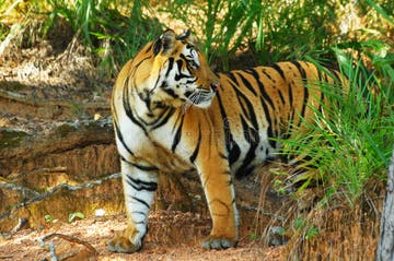 1,631 Sher Rasmi Stock Photos - Free & Royalty-Free Stock Photos from ...