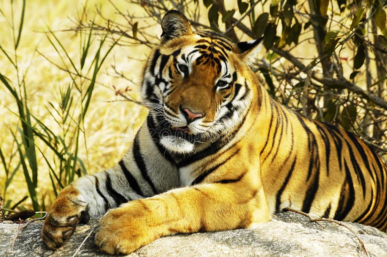 1,631 Sher Rasmi Stock Photos - Free & Royalty-Free Stock Photos from ...