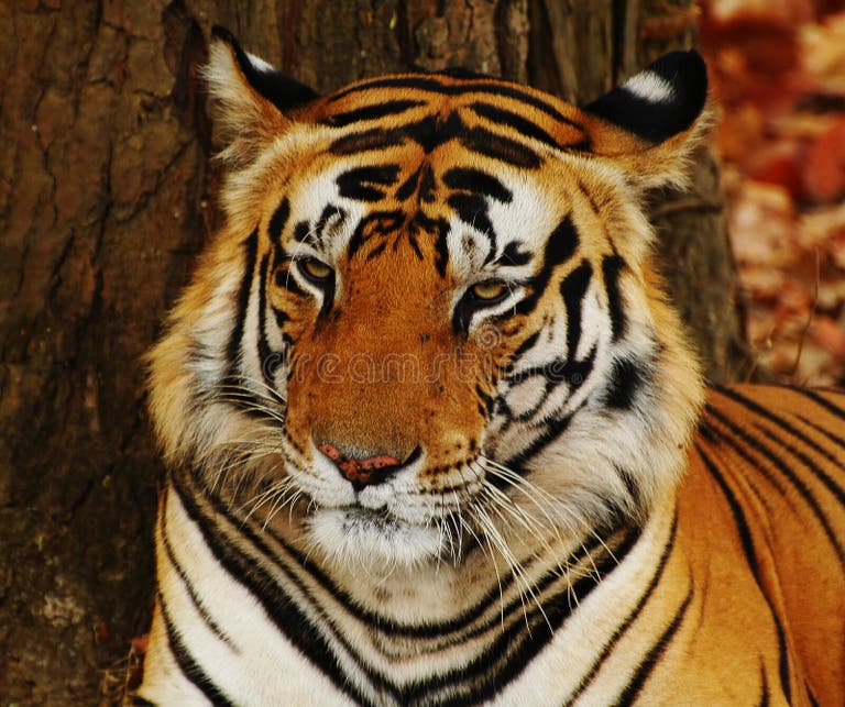 1,631 Sher Rasmi Stock Photos - Free & Royalty-Free Stock Photos from ...