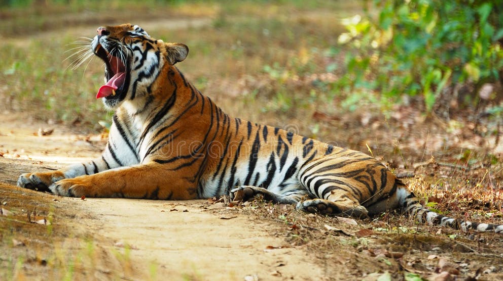 1,631 Sher Rasmi Stock Photos - Free & Royalty-Free Stock Photos from ...