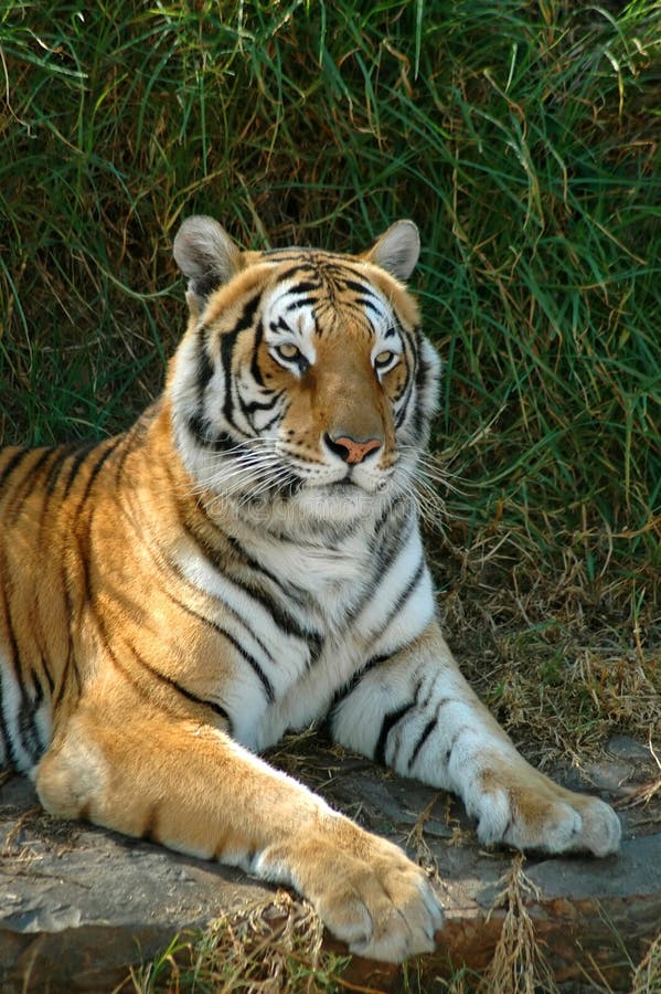 Tiger stock image. Image of carnivore, southern, smell - 1092125