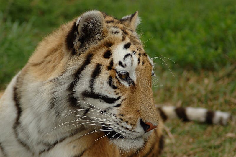 Tiger stock image. Image of mammal, rest, expression, carnivorous - 1118489