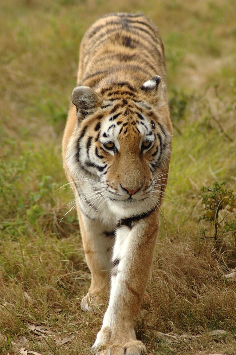 542 Tiger Full Body Stock Photos - Free & Royalty-Free Stock Photos ...