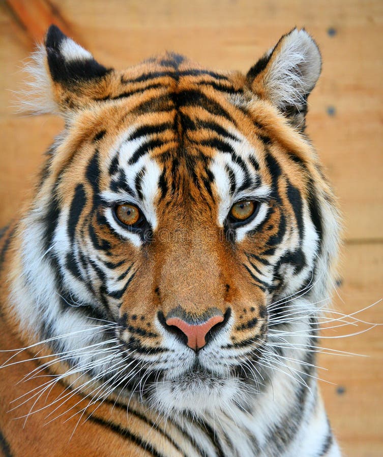 Tiger stock photo. Image of tiger, wild, hair, feline - 11566398
