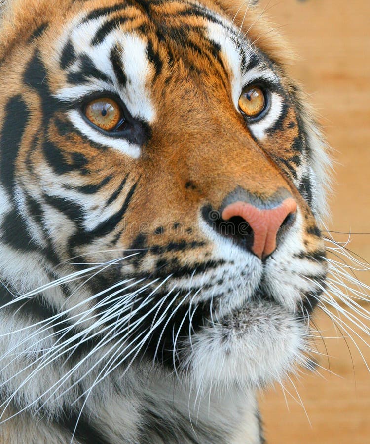 Tiger stock photo. Image of tiger, wild, hair, feline - 11566398