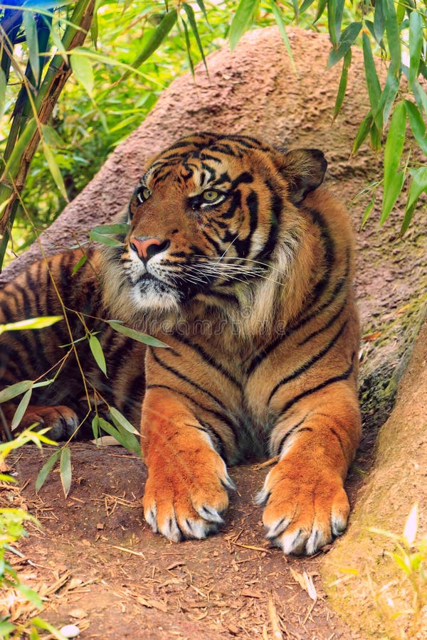 Tiger redaktionelles foto. Bild von park, sonne, tiger - 117997326