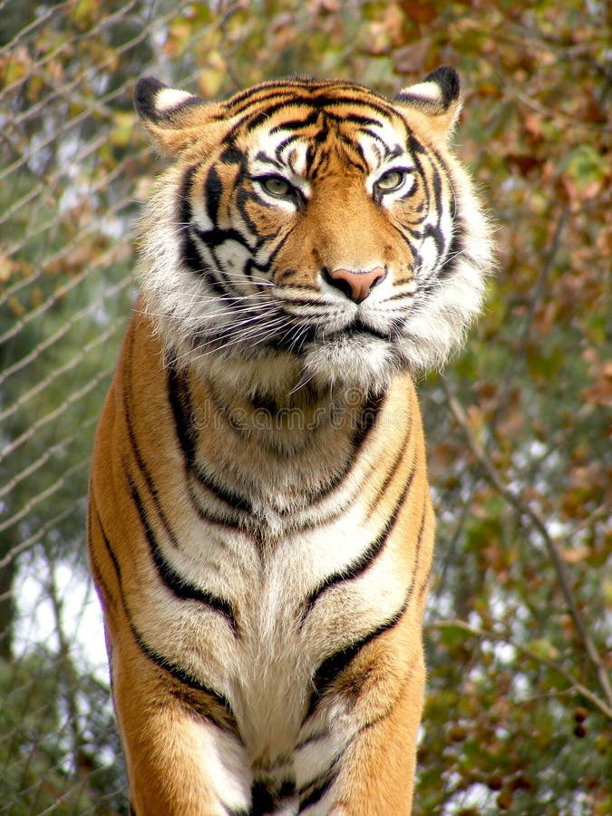 4,568 Standing Tiger Stock Photos - Free & Royalty-Free Stock Photos ...