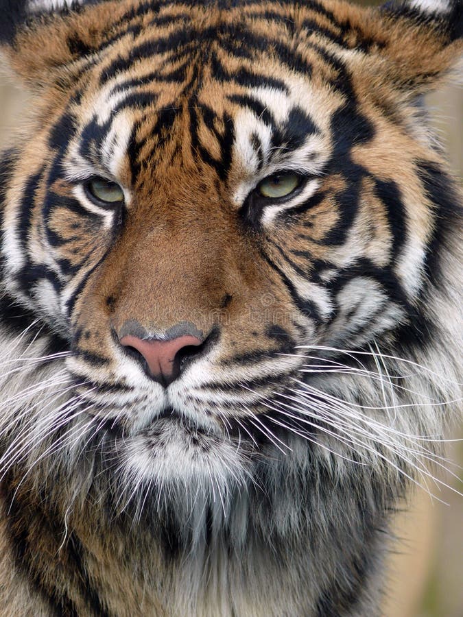 Hungry tiger stock image. Image of wildlife, face, tiger - 44079527