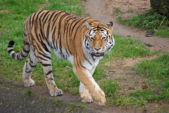233,969 Tiger Esti Stock Photos - Free & Royalty-Free Stock Photos from ...