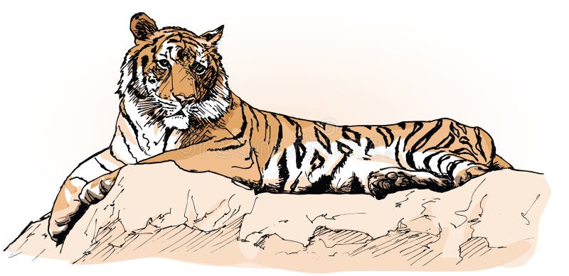 Tiger Life Cycle Infographic Diagram Stock Vector - Illustration of ...