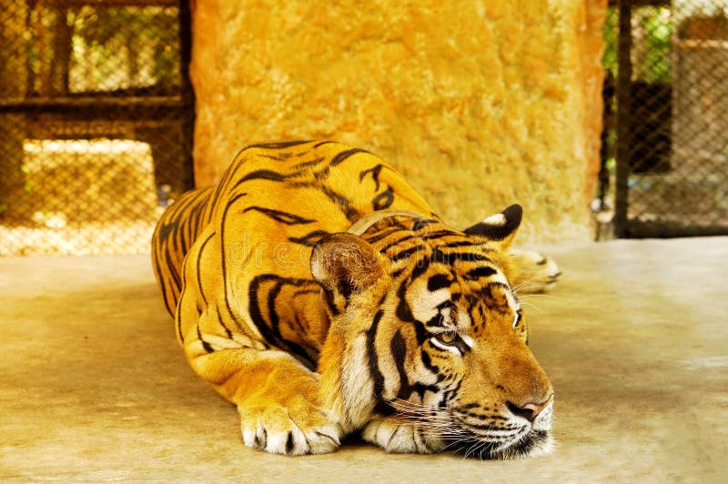 Tiger Laying Down on the Floor Stock Image - Image of closeup ...