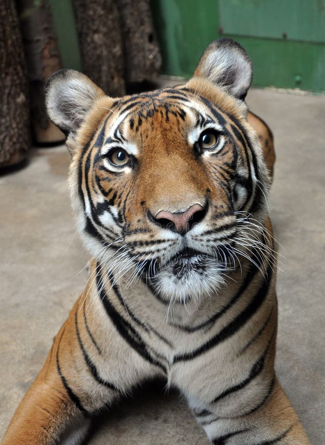 Tiger stock photo. Image of close, adorable, polite, nicy - 15532426