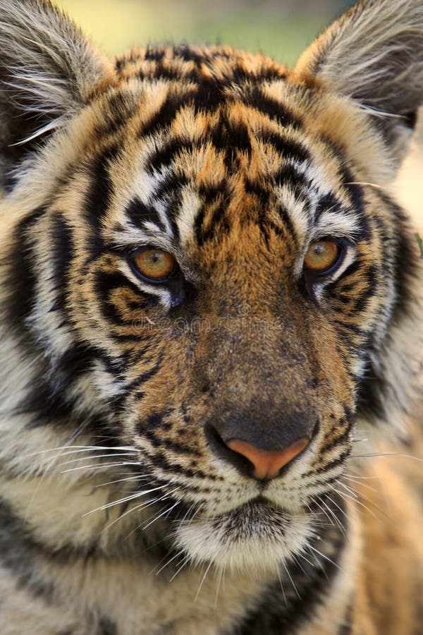 Nice Tiger stock image. Image of nature, snarl, ecology - 36053127