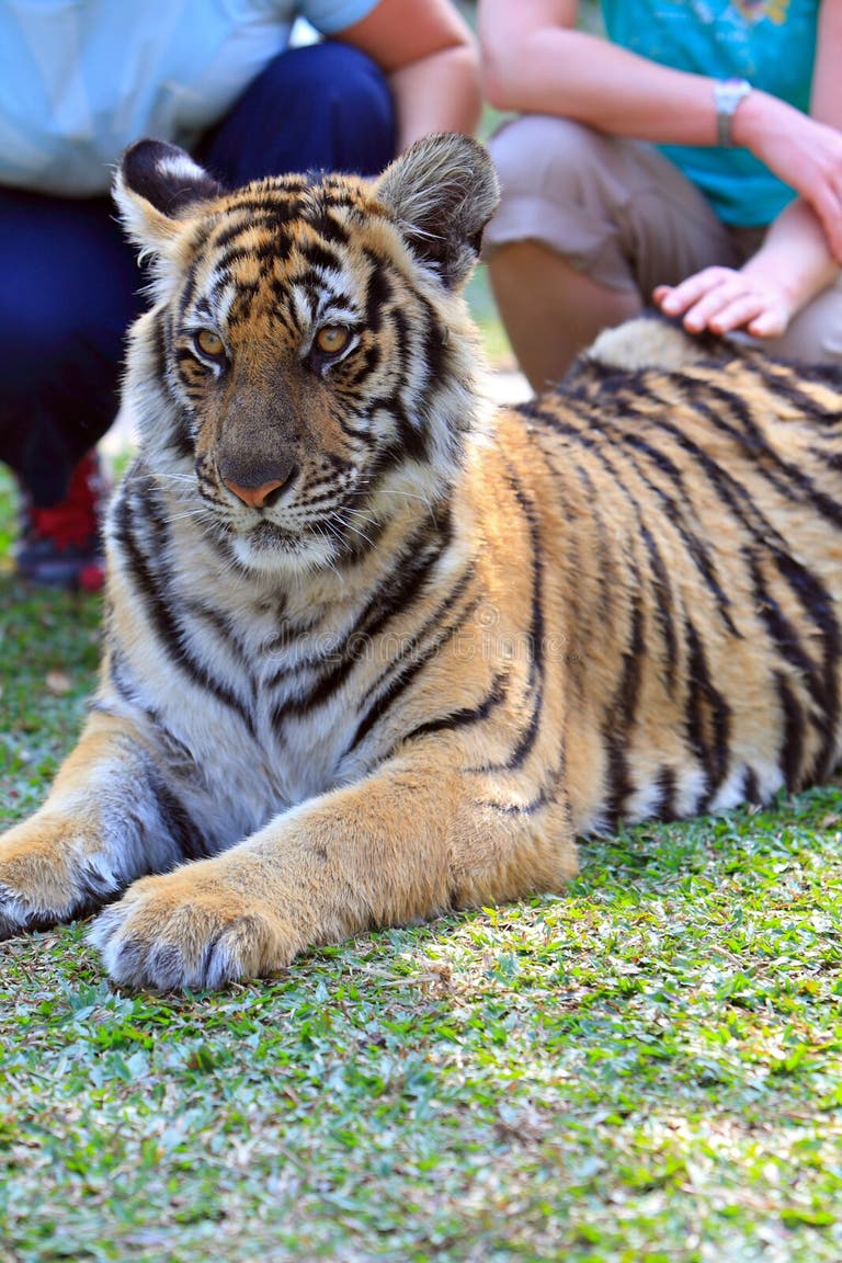 907 Tiger Fun Day Stock Photos - Free & Royalty-Free Stock Photos from ...