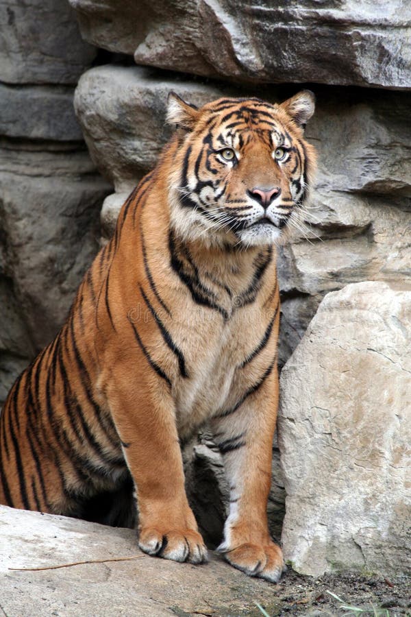 197 Tiger Intense Stare Stock Photos - Free & Royalty-Free Stock Photos ...