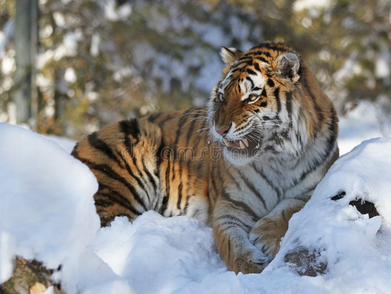 Face Fixed Tiger Look. Siberian Tiger in Snow Fall. Amur Tiger Running ...