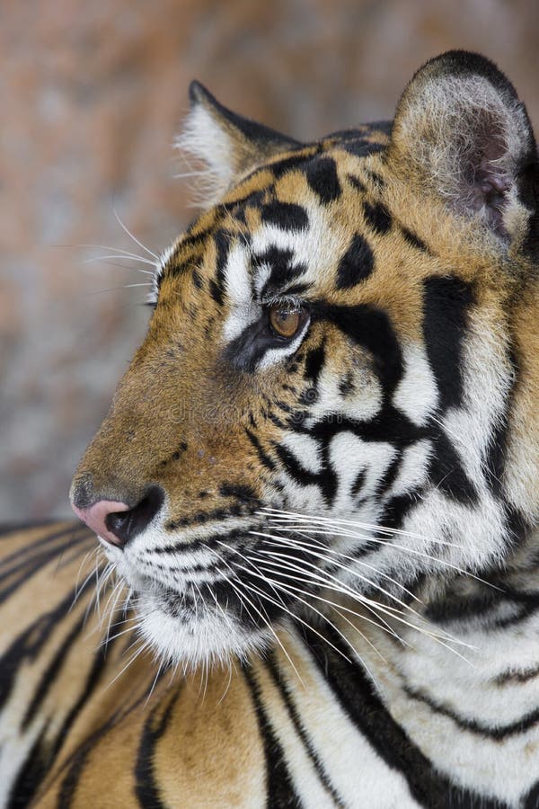 Tiger close up stock image. Image of mammal, carnivore - 188610399