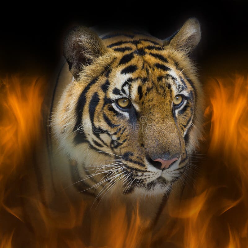 A Tiger Looking at a Close Up Stock Photo - Image of asia, looks: 188610540