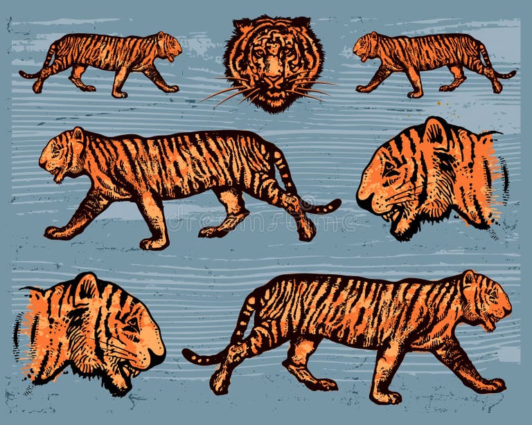 Stalking Tiger Stock Illustrations – 914 Stalking Tiger Stock ...