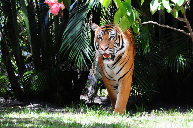 Tiger stretching stock image. Image of asian, prowl, rocks - 973959